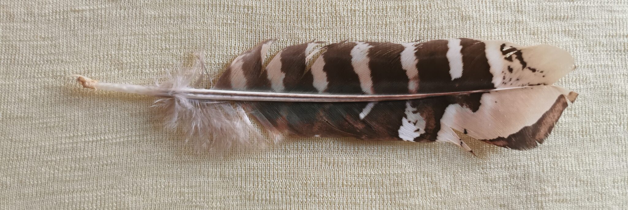 Parable of the Feather – Refreshing Streams Ministries